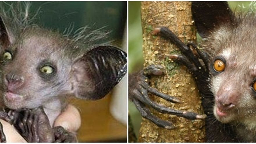 10 Mamíferos MÁS GRANDES del Mundo: DESCUBRE al MÁS GRANDE