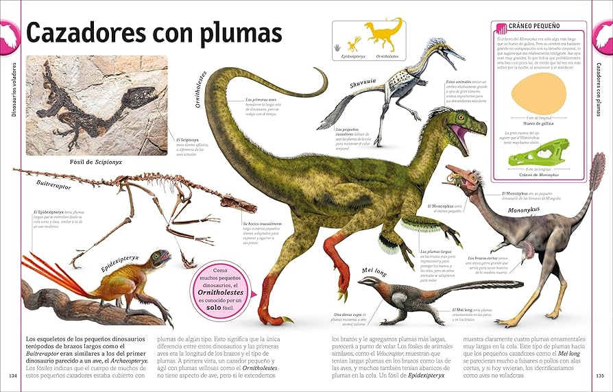 Cuántas patas tiene una abeja y cómo es su anatomía Cuántas patas tiene una abeja y cómo es su anatomía