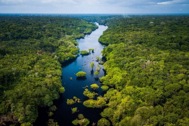 Ecosistema Aéreo: CARACTERÍSTICAS, TIPOS e IMPORTANCIA