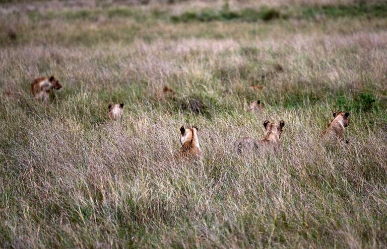 ¿Conoces la DIVERSIDAD de fauna y ecosistemas en la Sabana?