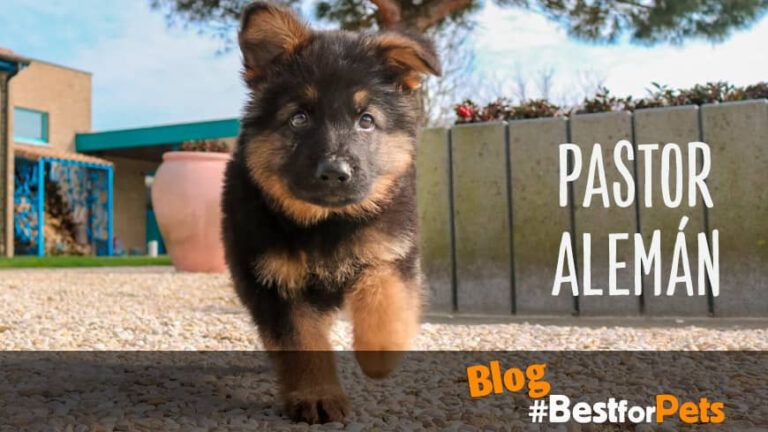 Cuáles son las mejores razas de perros pastores y sus rasgos