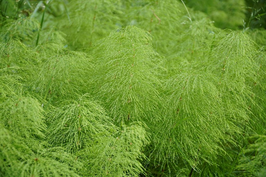 Qué son las plantas fanerógamas y cuáles son sus características