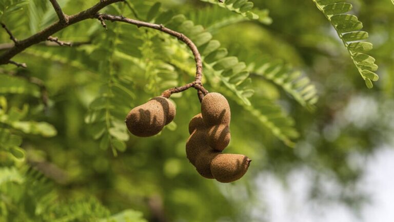 Propiedades y BENEFICIOS del TAMARINDO que debes conocer