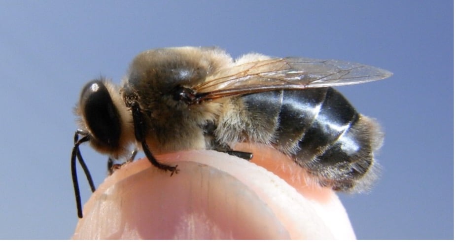 Cuántas patas tiene una abeja y cómo es su anatomía Cuántas patas tiene una abeja y cómo es su anatomía