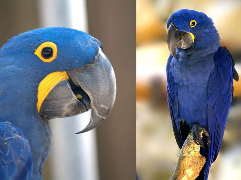 Guacamayo azul: ¿SE EXTINGUIRÁ SU FUTURO?