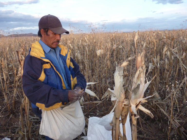 Milpa: LA RIQUEZA DE LA BIODIVERSIDAD MEXICANA