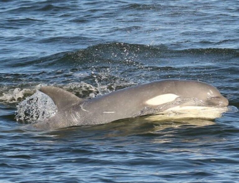 Orca: TAMAÑO y CARACTERÍSTICAS de la BALLENA ASESINA