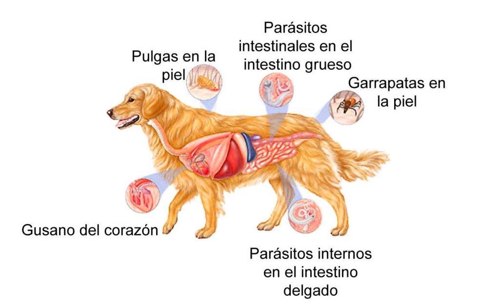 Oso de anteojos en PELIGRO DE EXTINCIÓN: Causas y Desafíos