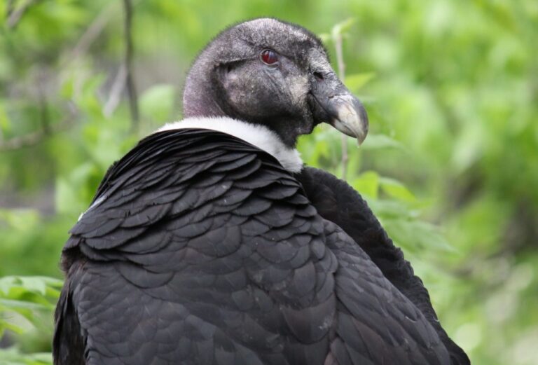 Por qué está en PELIGRO DE EXTINCIÓN el CÓNDOR y sus AMENAZAS