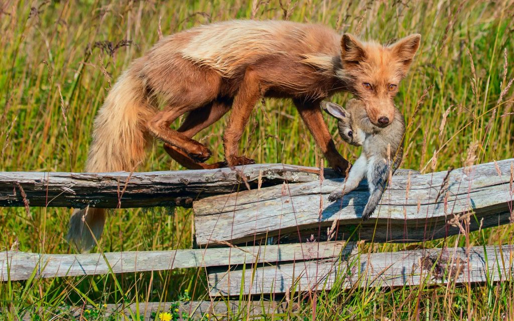 ¿CUÁLES SON los 18 TIPOS MÁS INTERESANTES de Focas que EXISTEN?