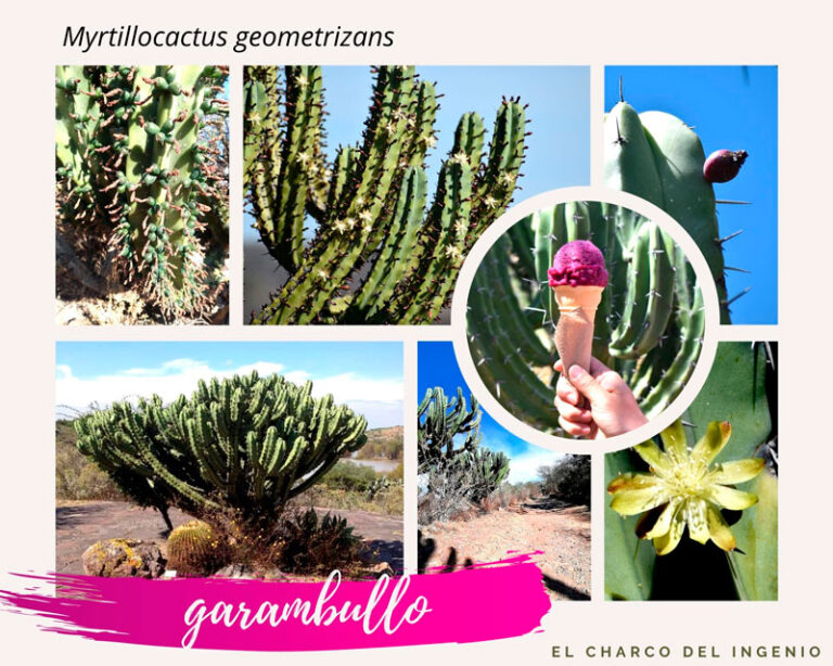 Qué es la flor de garambullo y cuáles son sus beneficios