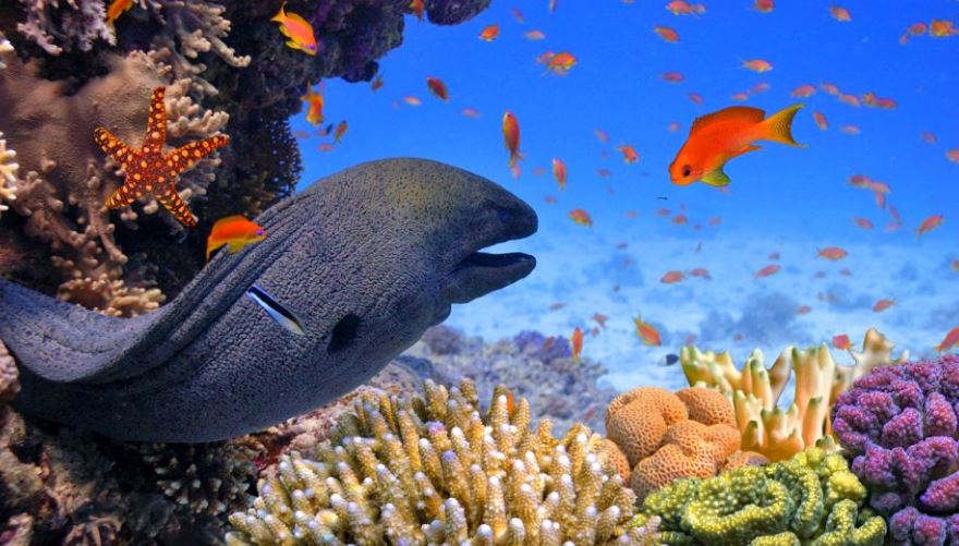 Qué son los ecosistemas mixtos y cuáles son sus características