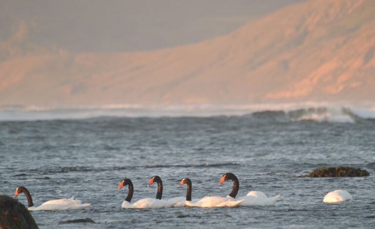 Qué tipos, características y hábitat tienen los cisnes